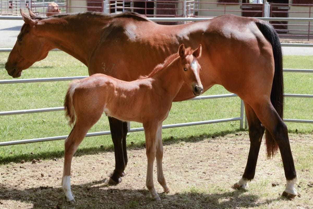 Equine Reproduction Training Videos - The Equine Practice Company